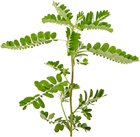 HumanProtect - Chanca Piedra